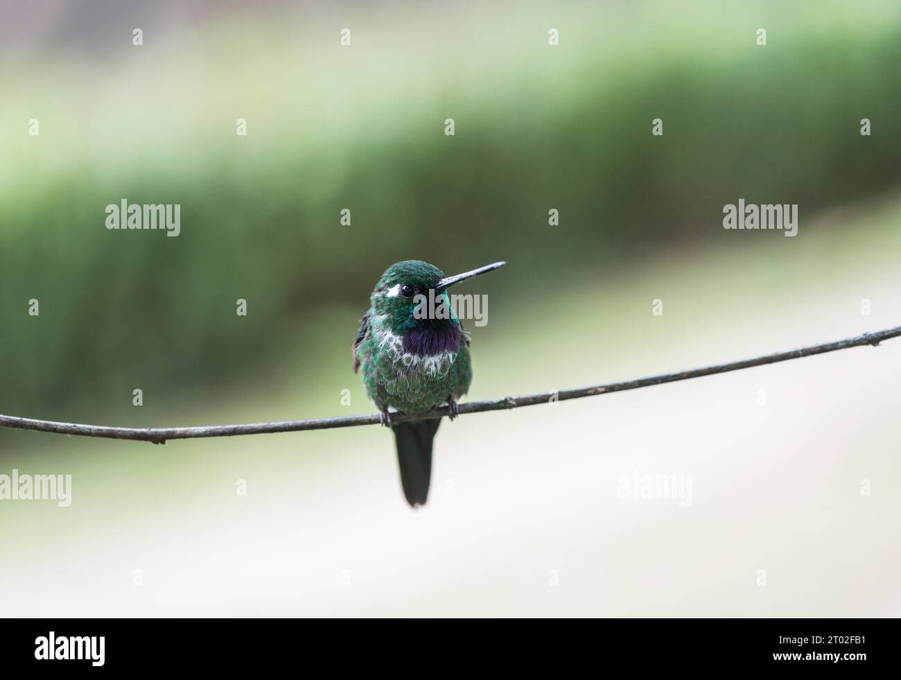 Purple-bibbed Whitetip (Urosticte benjamini) on a branch in Ecuador ...
