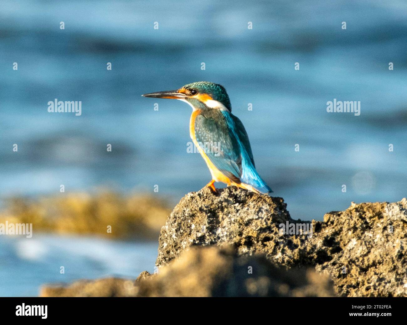 Kingfisher female cyprus hi-res stock photography and images - Alamy
