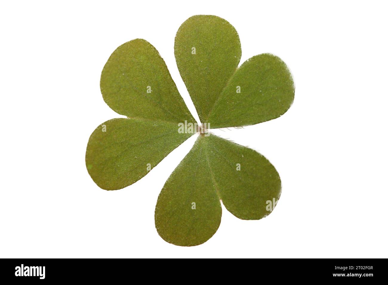 Three leafed Cut Out Stock Images & Pictures - Alamy