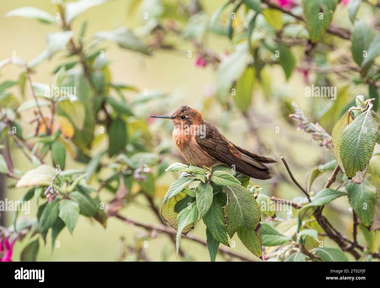 Colibri cobrizo hi-res stock photography and images - Alamy