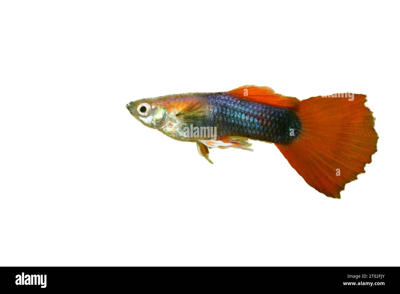 A male guppy (Poecilia reticulata), a popular freshwater aquarium fish ...