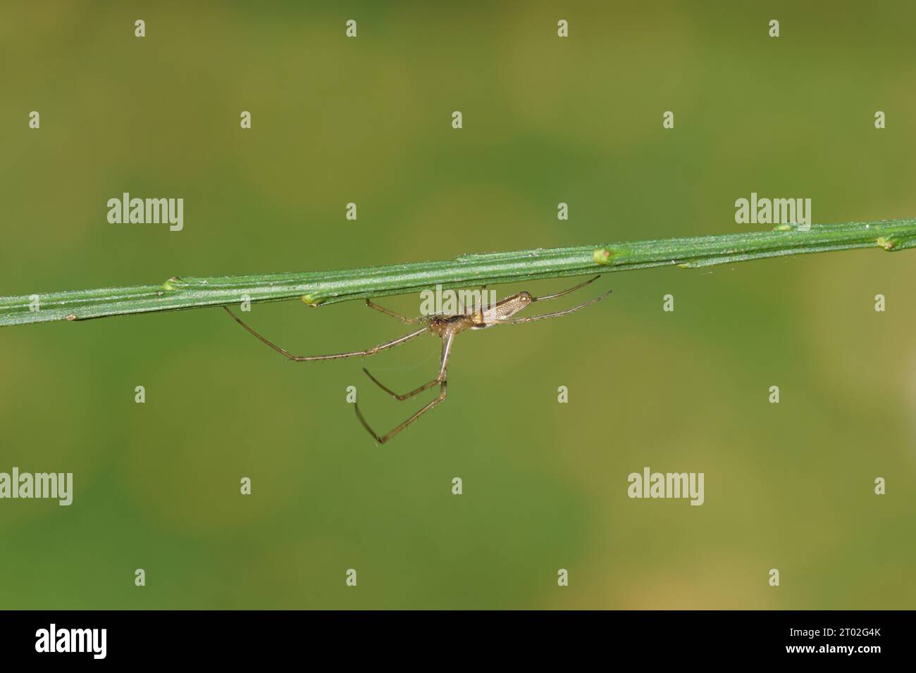 Long-jawed orb-weaver Tetragnatha, family long jawed spiders ...