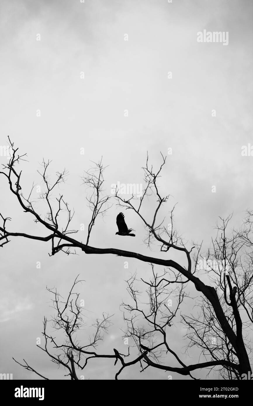 Wherever they are Black and White Stock Photos & Images - Alamy