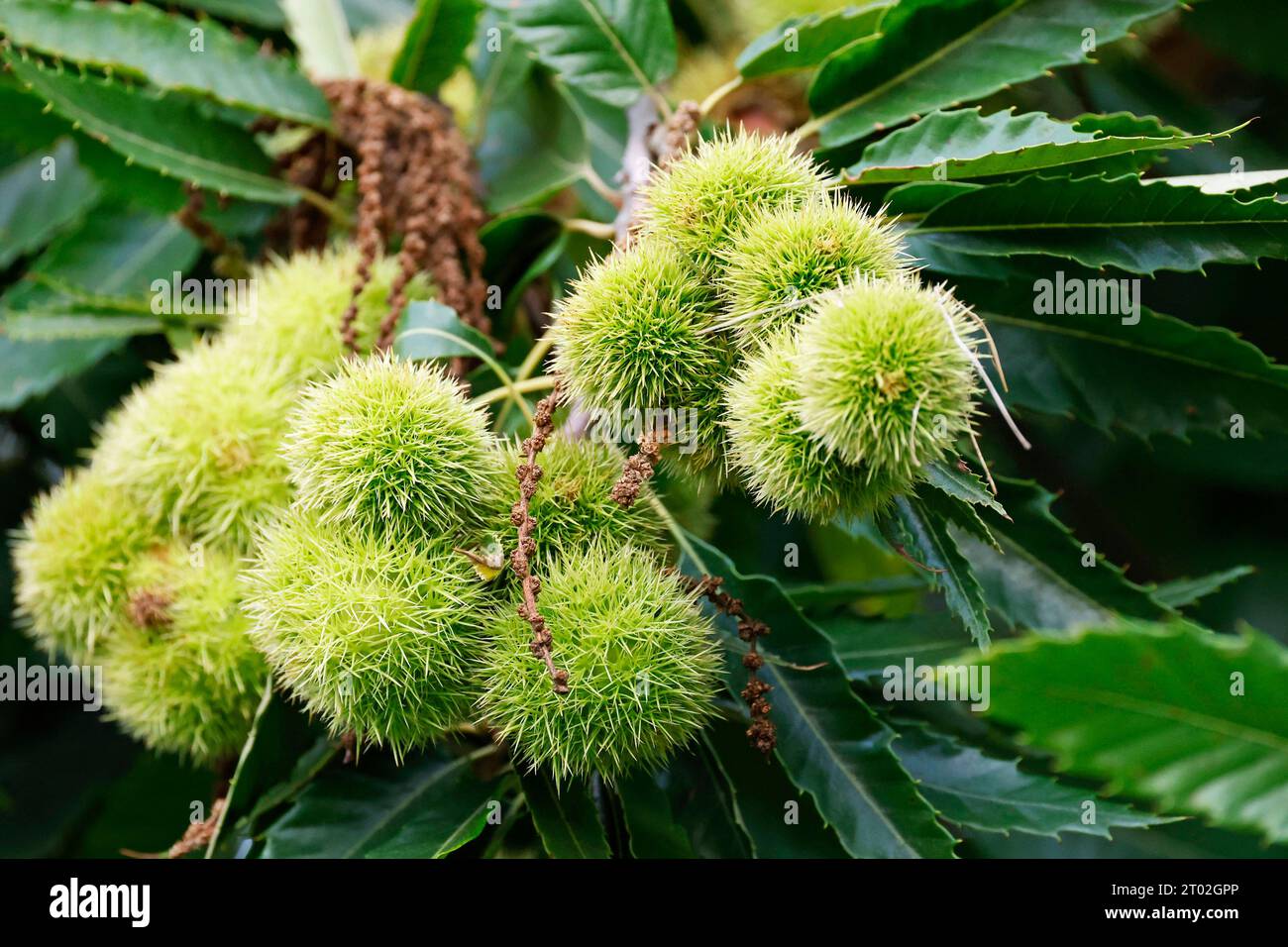 Esskastanien hi-res stock photography and images - Alamy