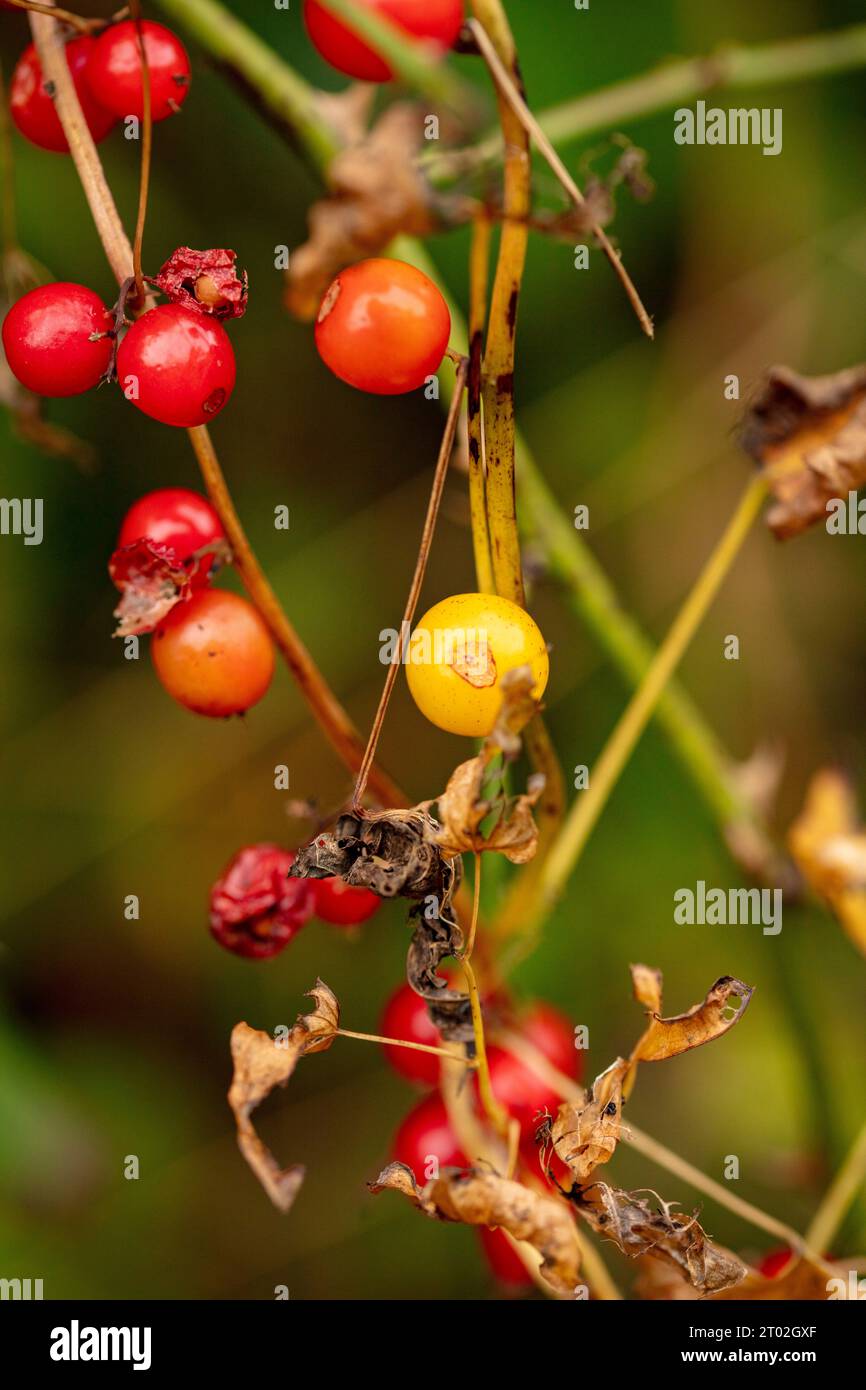 Natural semi close up environmental plant portrait showing intimate ...