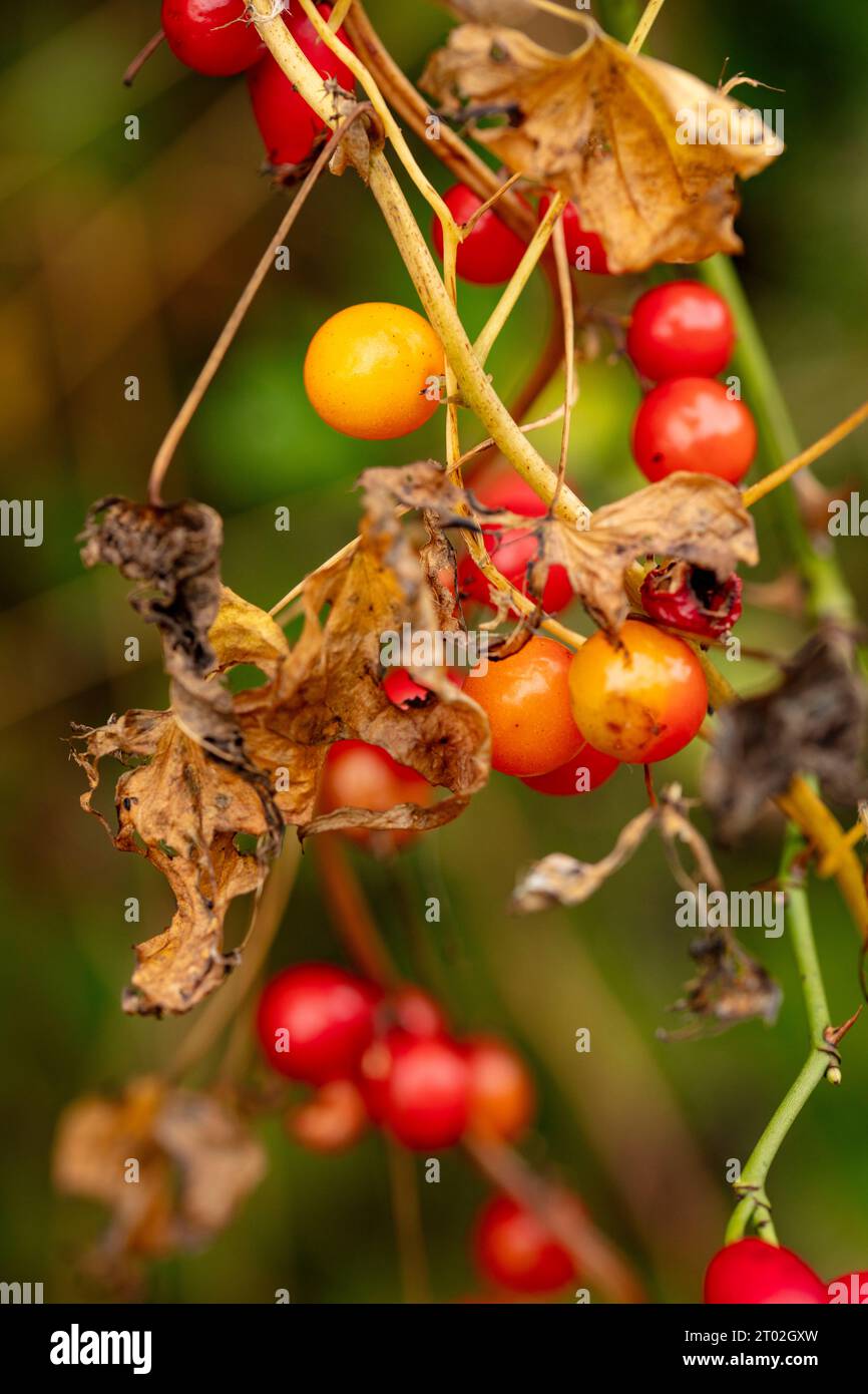 Natural semi close up environmental plant portrait showing intimate ...