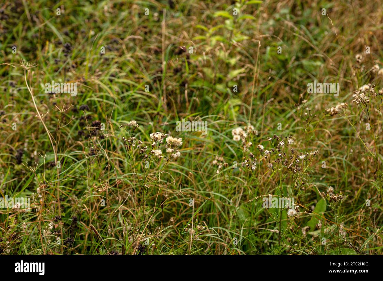 Intimate landscape portrait of the environmentally critical The Surrey ...
