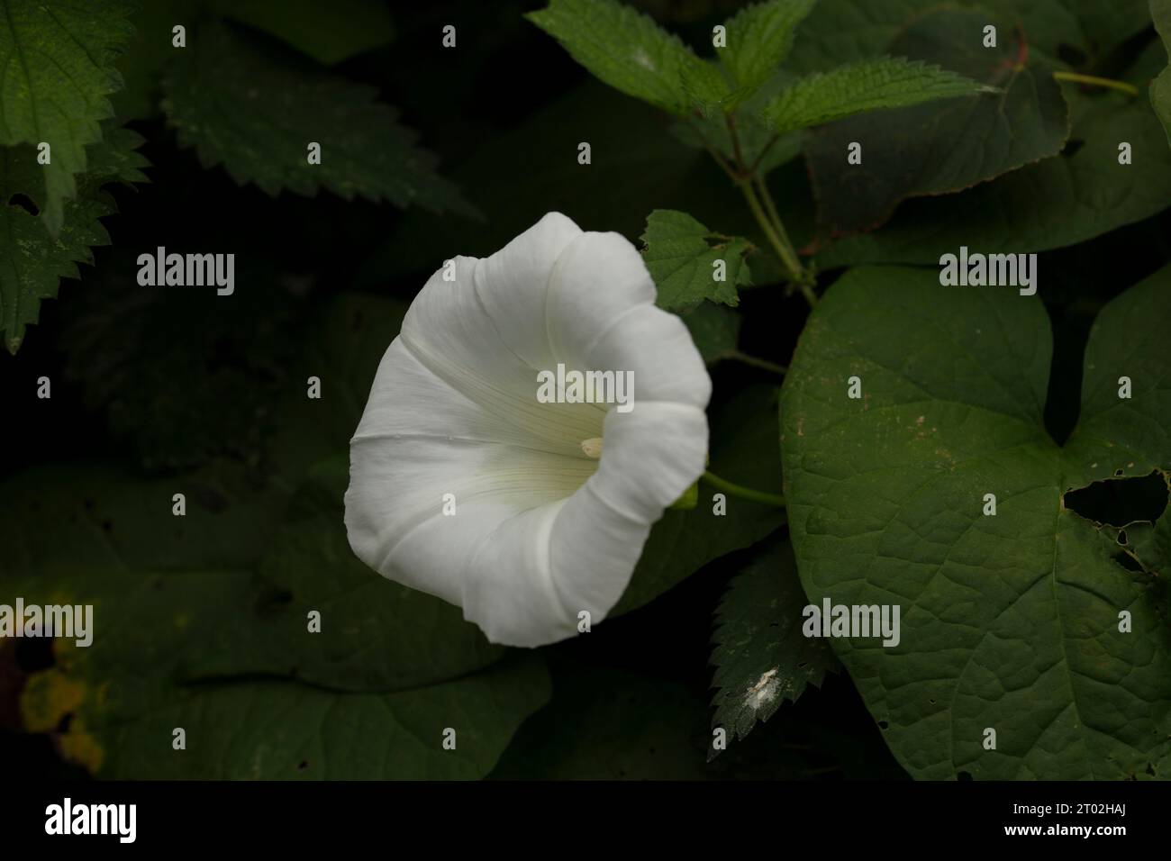 Natural close up flowering plant portrait of the delightfully pure ...
