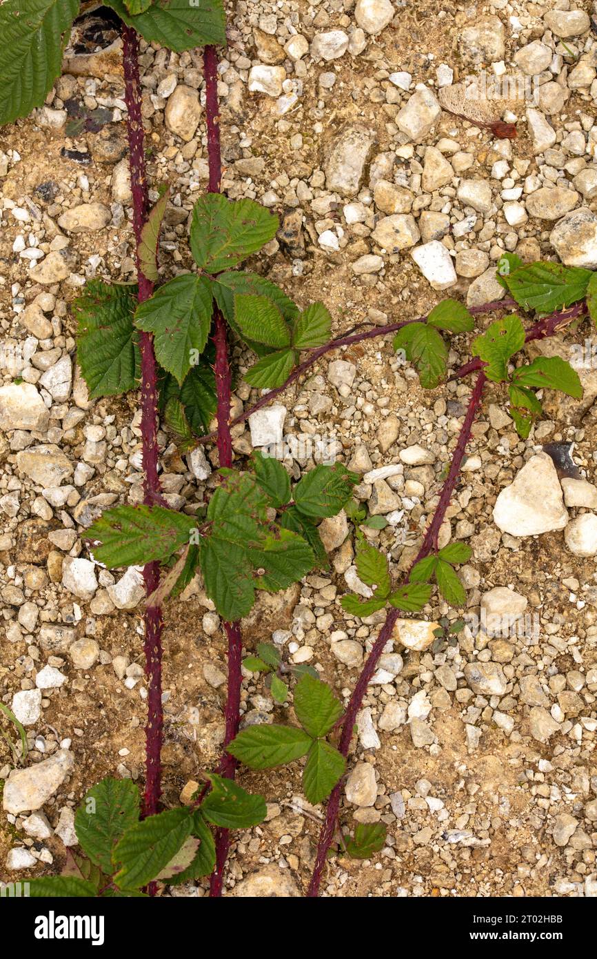 Intimate landscape portrait of the environmentally critical The Surrey ...