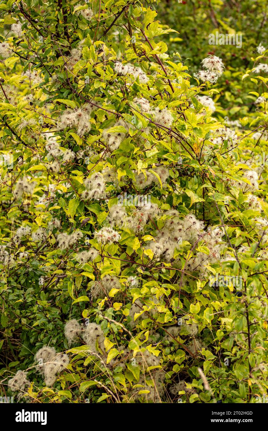 Intimate landscape portrait of the environmentally critical The Surrey ...