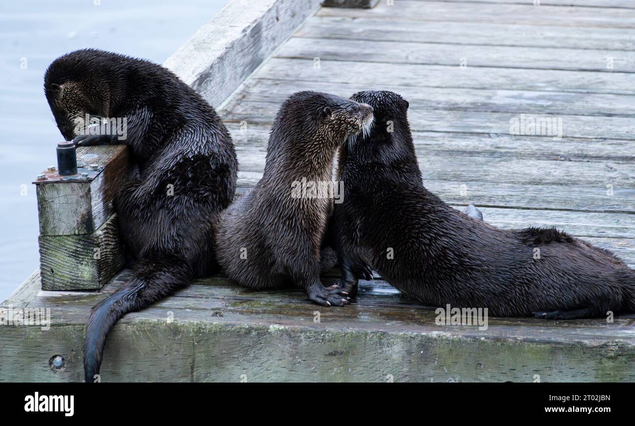 North American river otters (Lontra canadensis) on a dock in the harbor ...