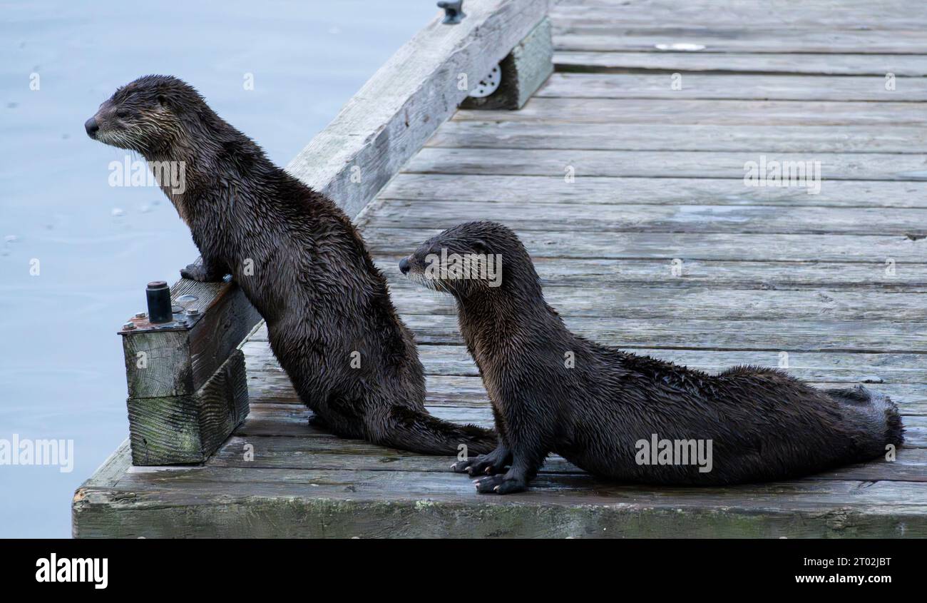 North American river otters (Lontra canadensis) on a dock in the harbor ...