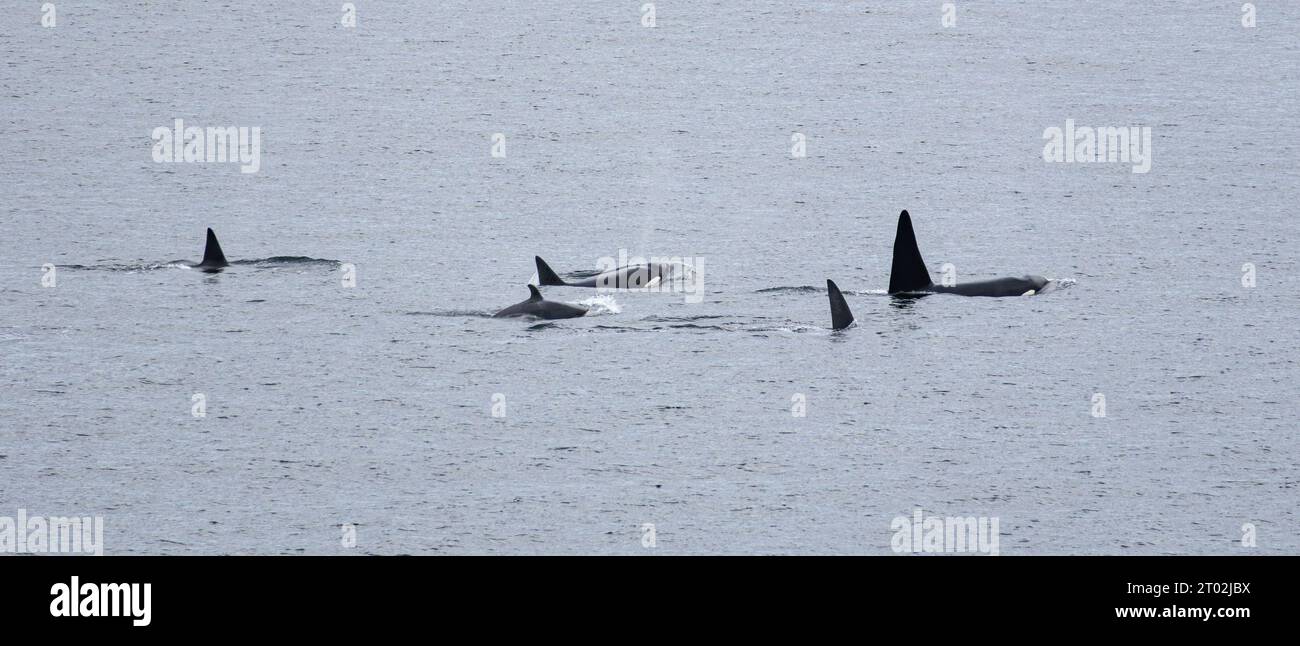 A pod of orcas (Orcinus orca) near Macauley Point in Esquimalt, British ...