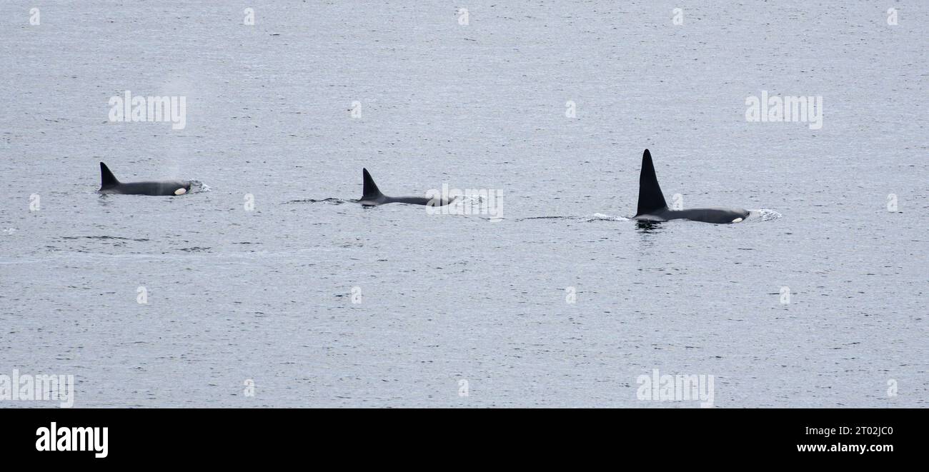 A pod of orcas (Orcinus orca) near Macauley Point in Esquimalt, British ...
