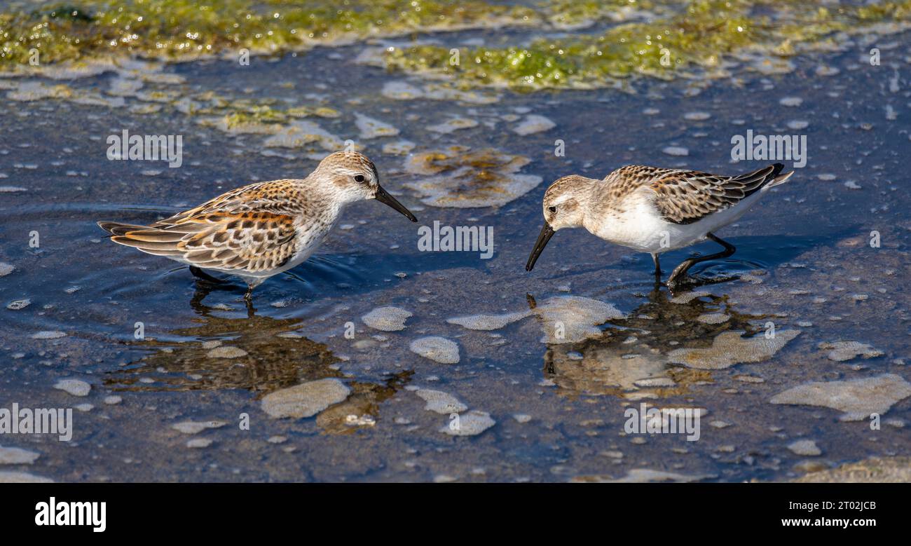Western sandpipers (Calidris mauri) wade in water at Albert Head Lagoon ...