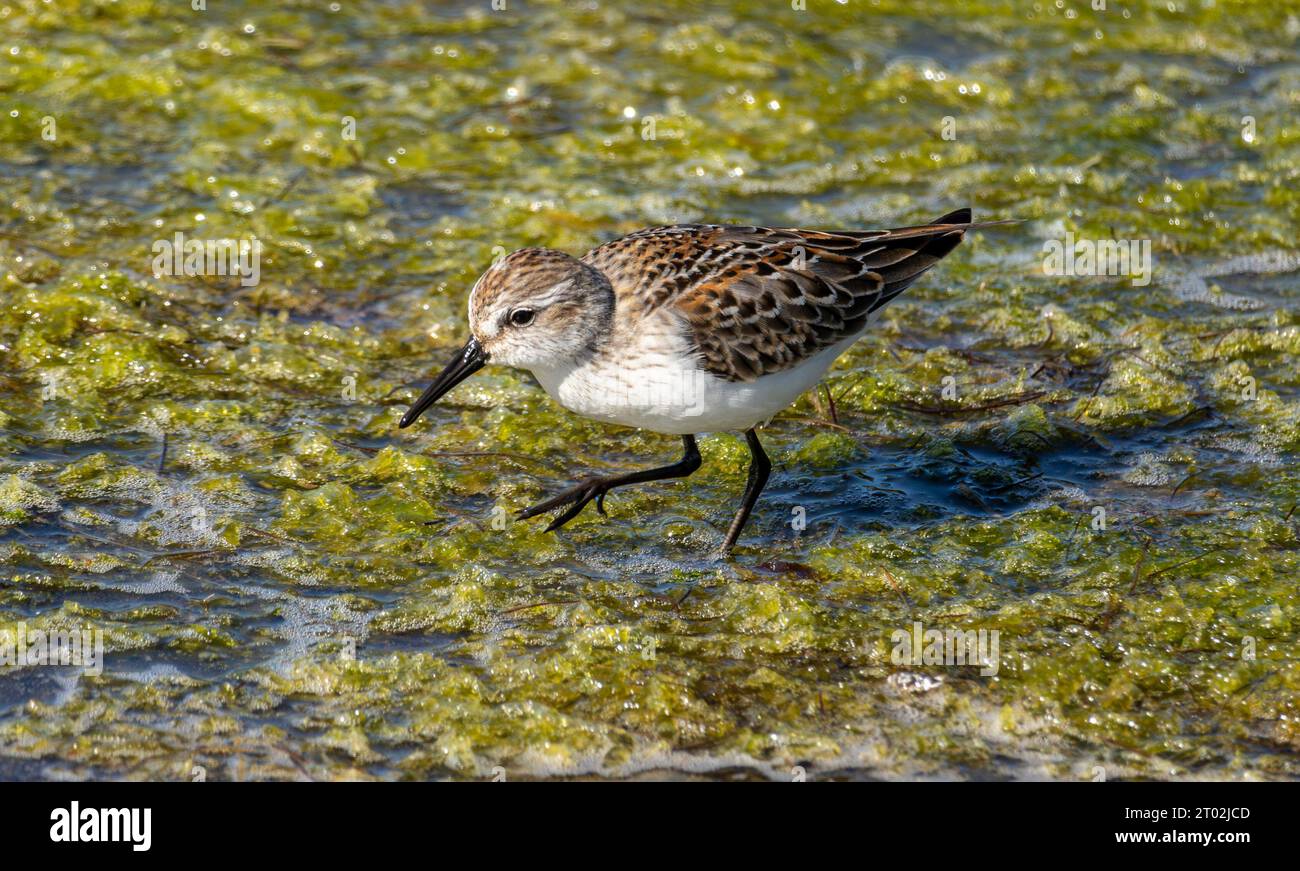 A western sandpiper (Calidris mauri) walks on a mat of vegetation at ...
