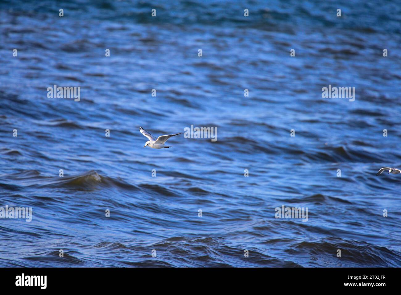 Little Gull Hydrocoloeus minutus Stock Photo - Alamy