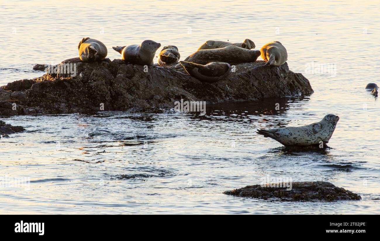 Harbor seals (Phoca vitulina) rest in the banana pose at sunrise on ...