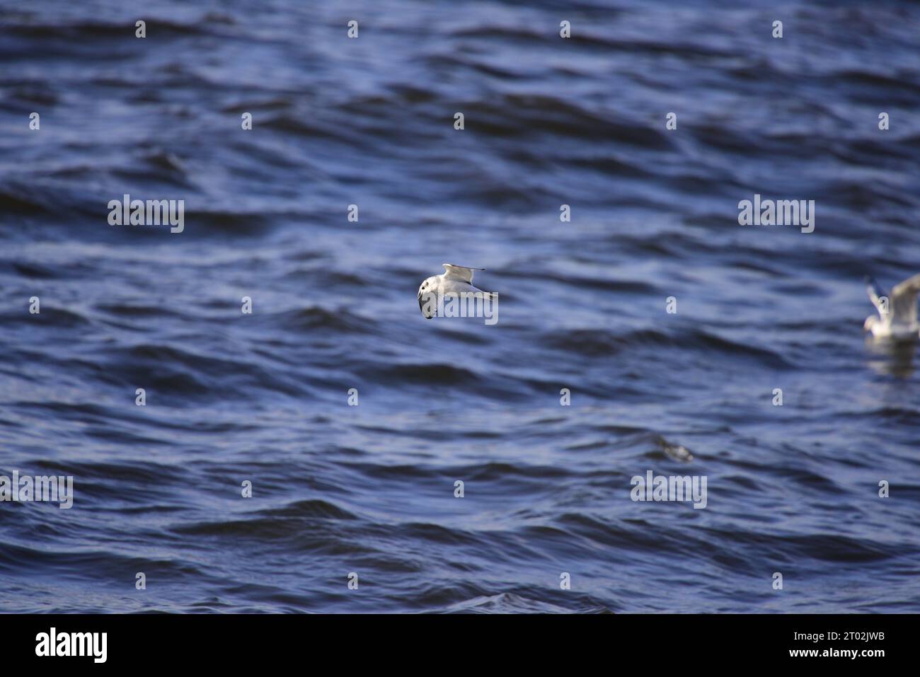 Little Gull Hydrocoloeus minutus Stock Photo - Alamy