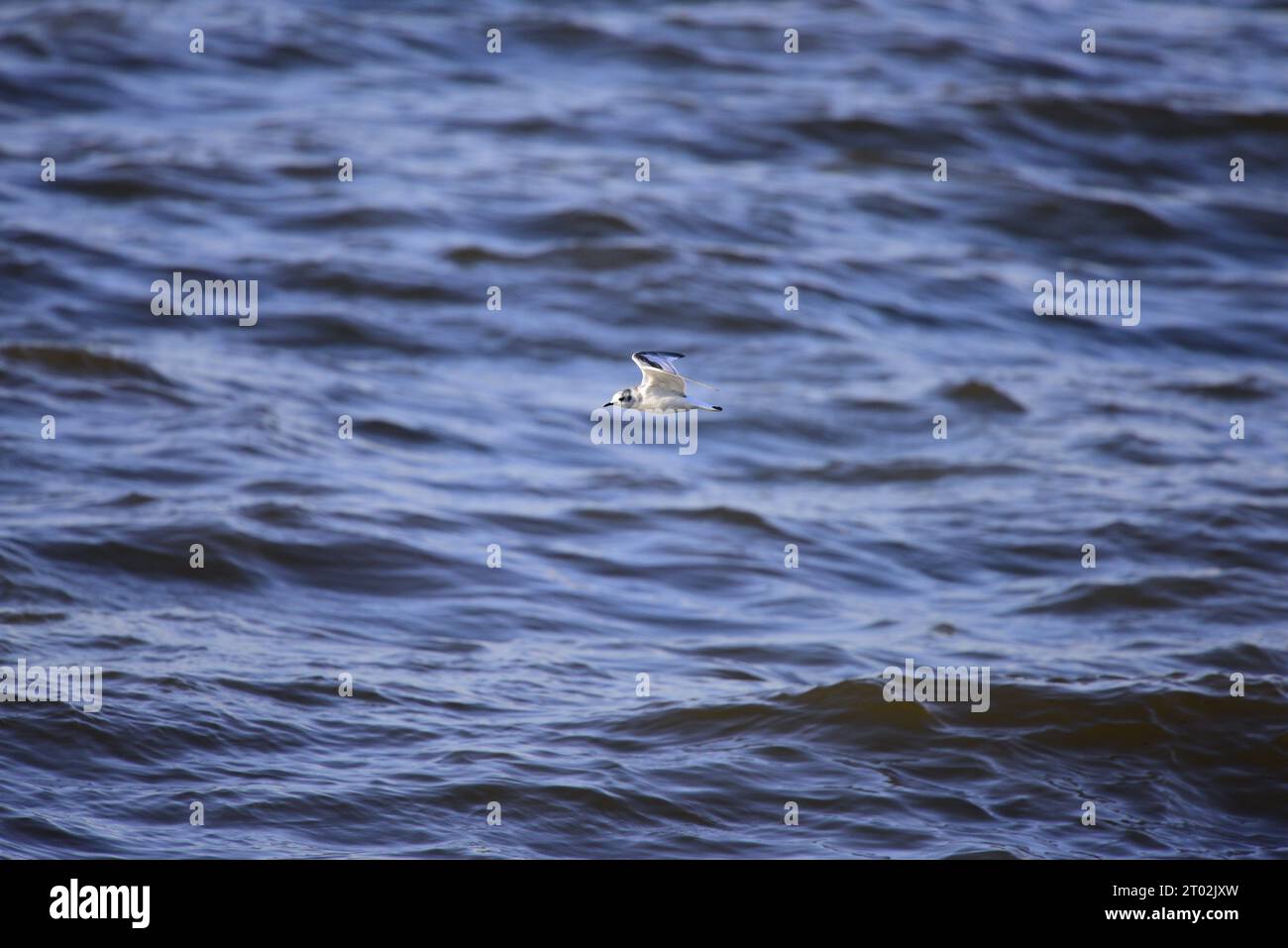 Little Gull Hydrocoloeus minutus Stock Photo - Alamy