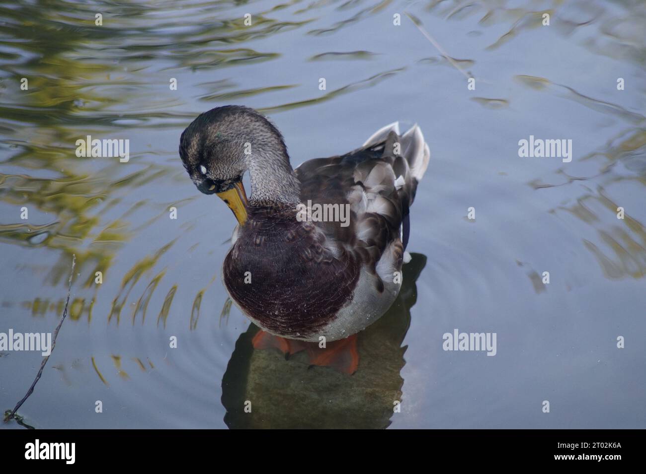 Female mallard duck fish hi-res stock photography and images - Alamy