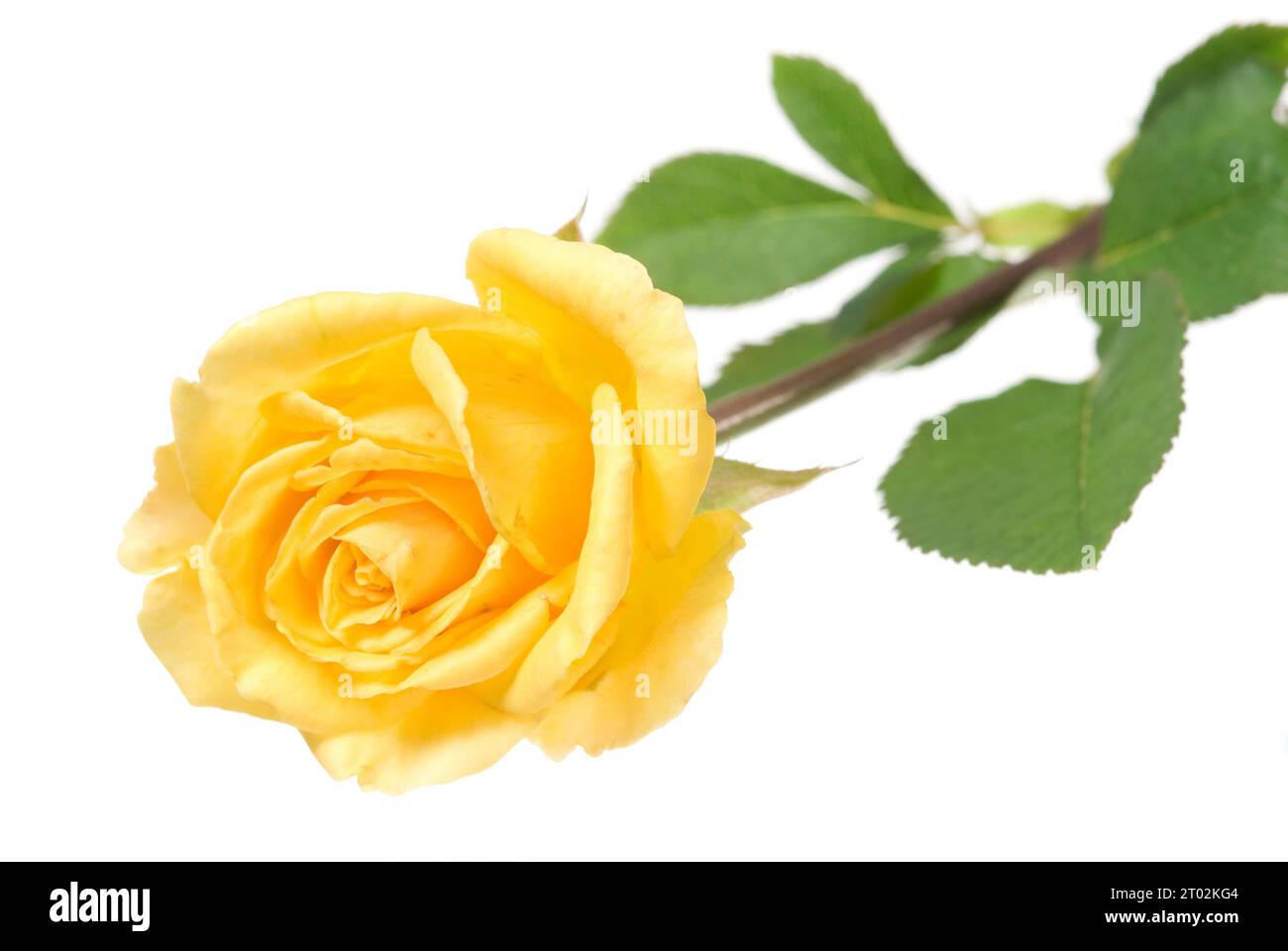 Yellow rose bud garden Cut Out Stock Images & Pictures - Alamy