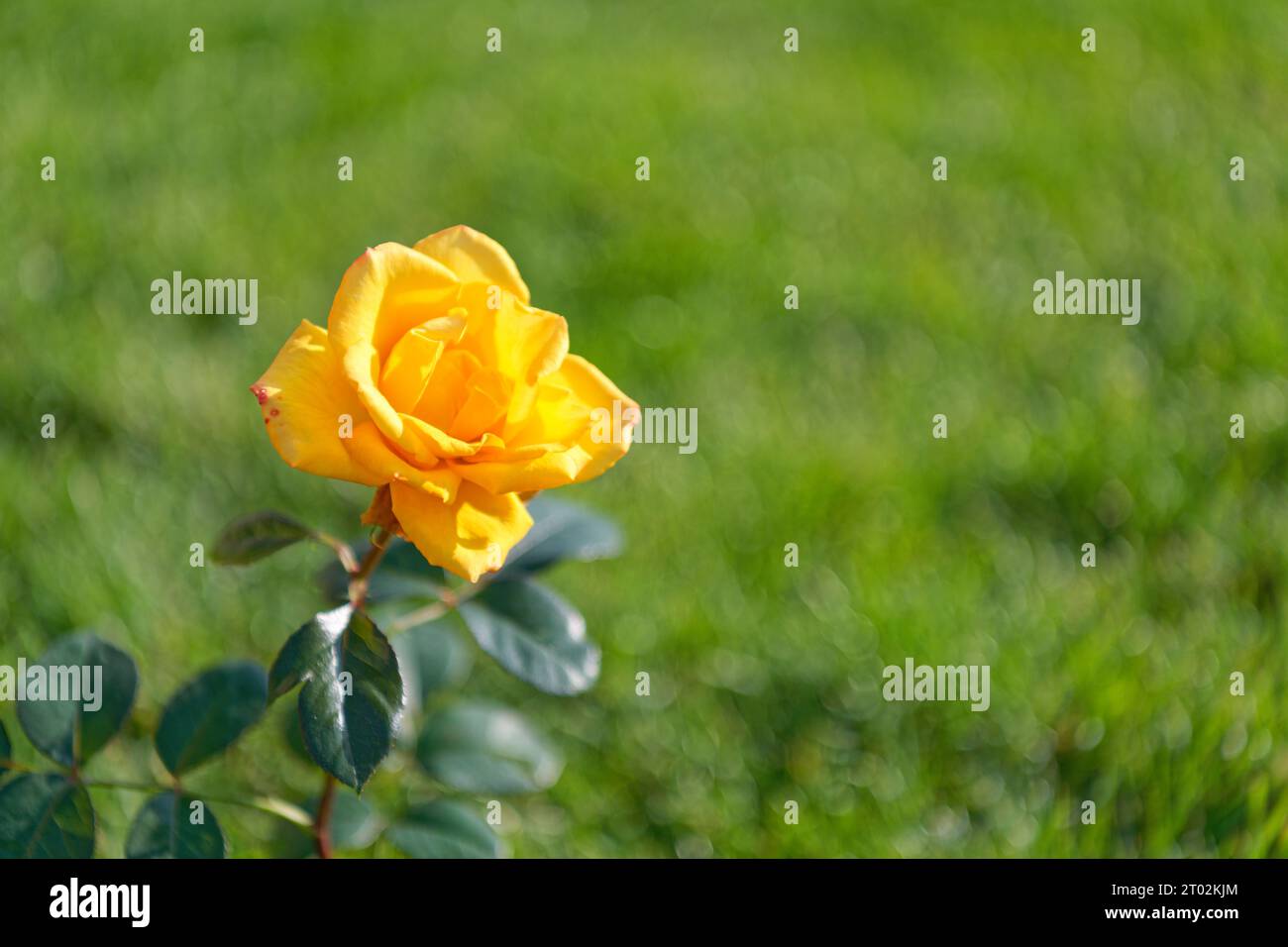 Yellow rose in a garden on the blur background of a green lawn ...