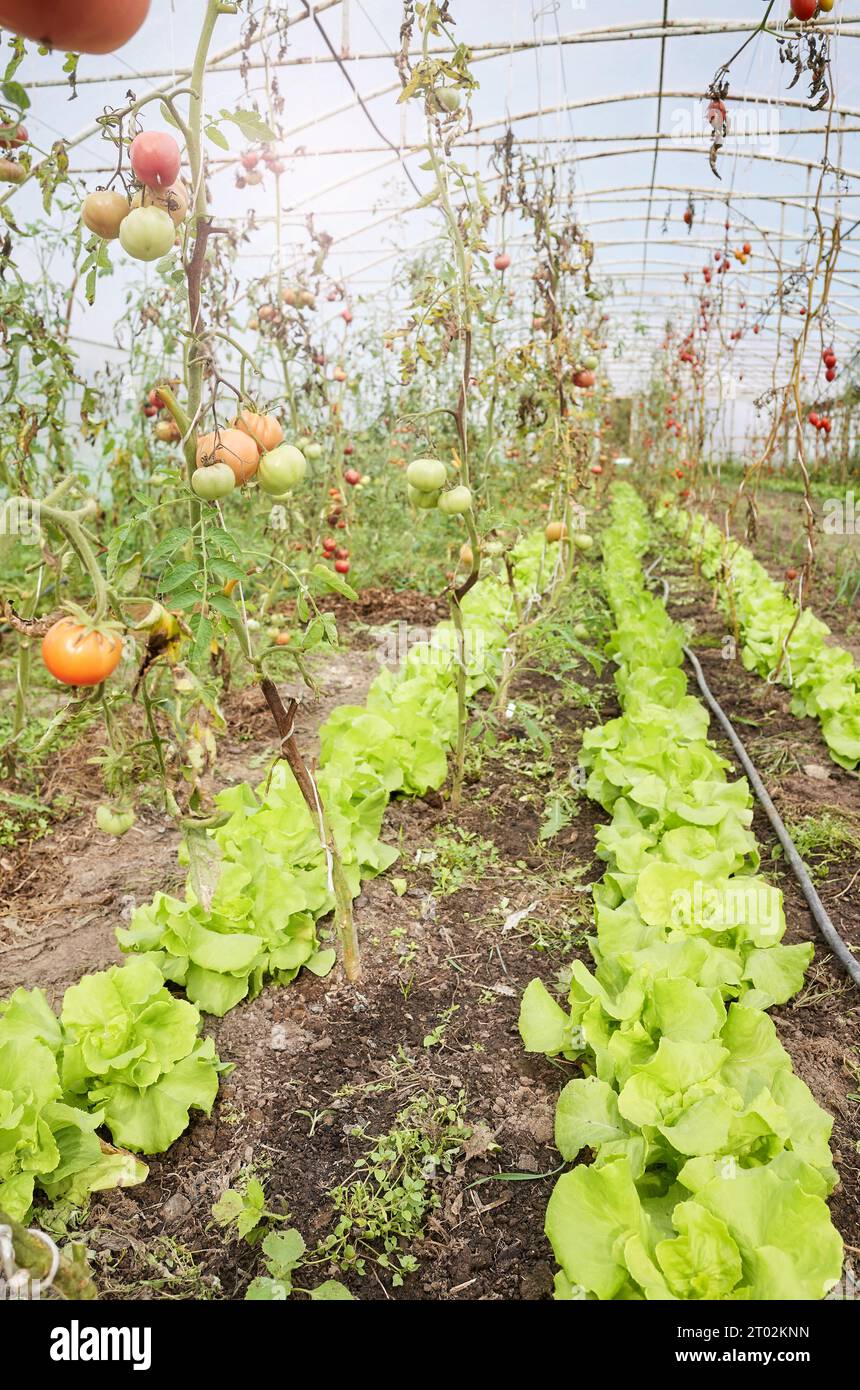 Organic vegetable cultivation in a greenhouse, selective front focus ...