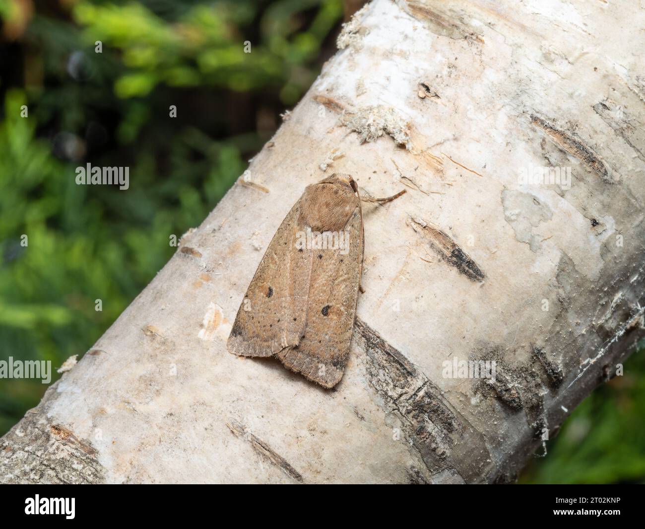 A lesser yellow underwing moth, Noctua comes, resting on a silver birch ...