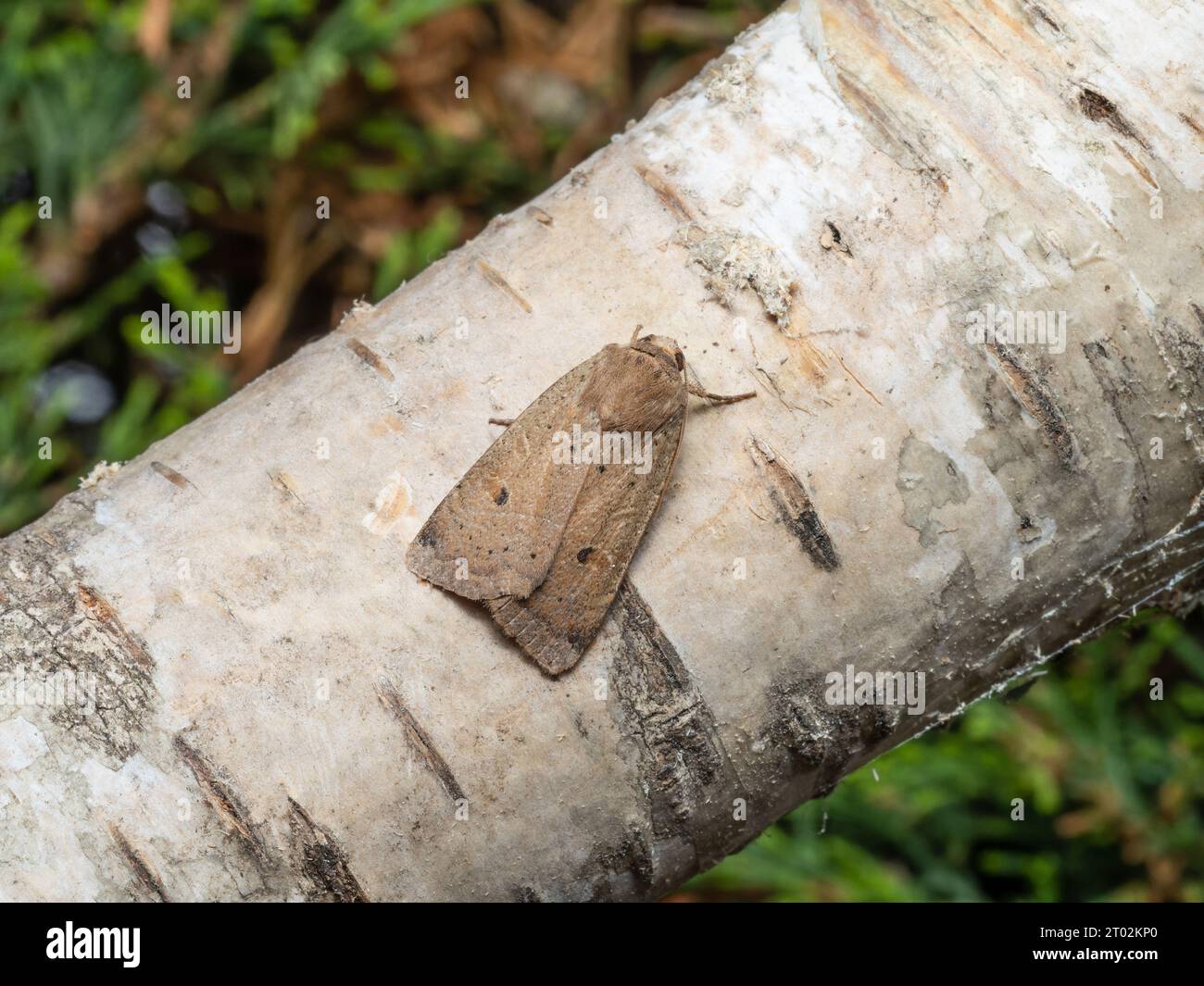 A lesser yellow underwing moth, Noctua comes, resting on a silver birch ...
