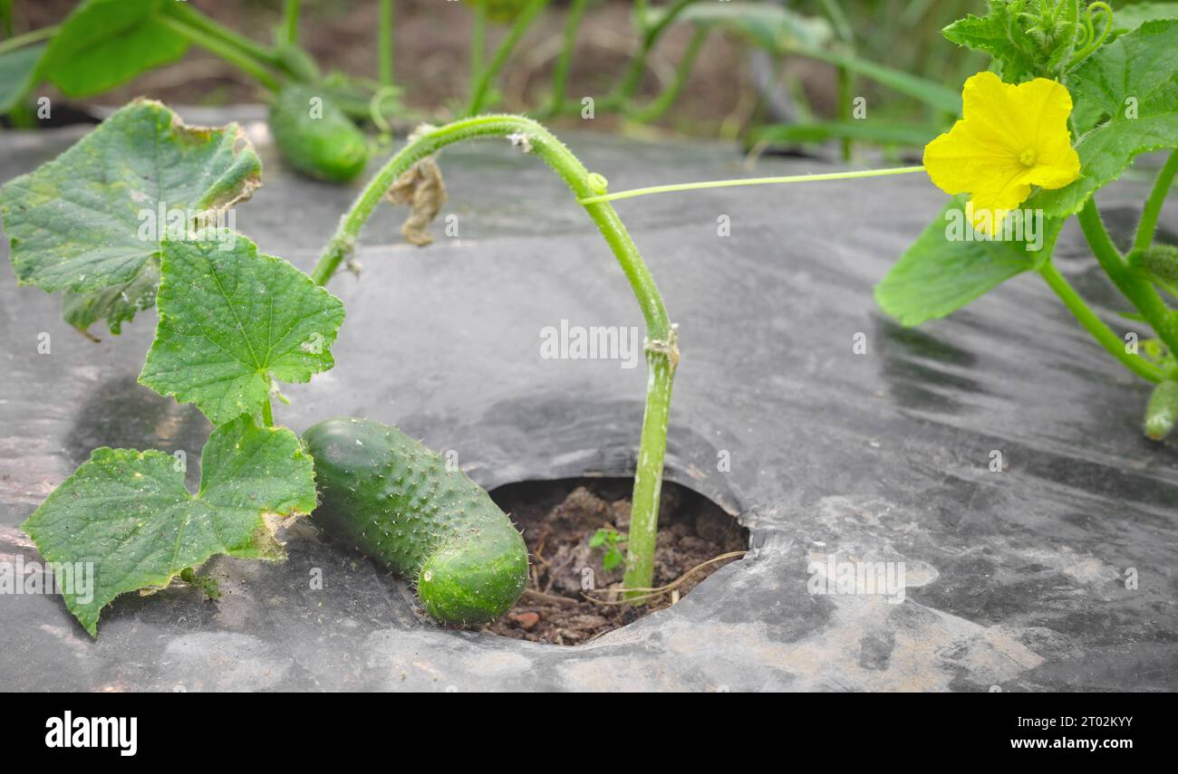 Plastic garden film hi-res stock photography and images - Alamy