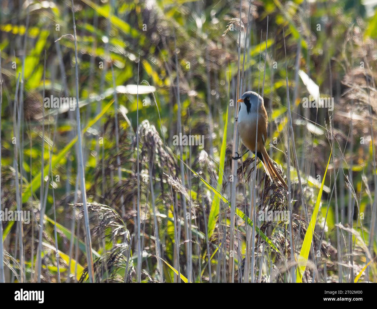 A bearded reedling, Panurus biarmicus, also known as the bearded tit ...