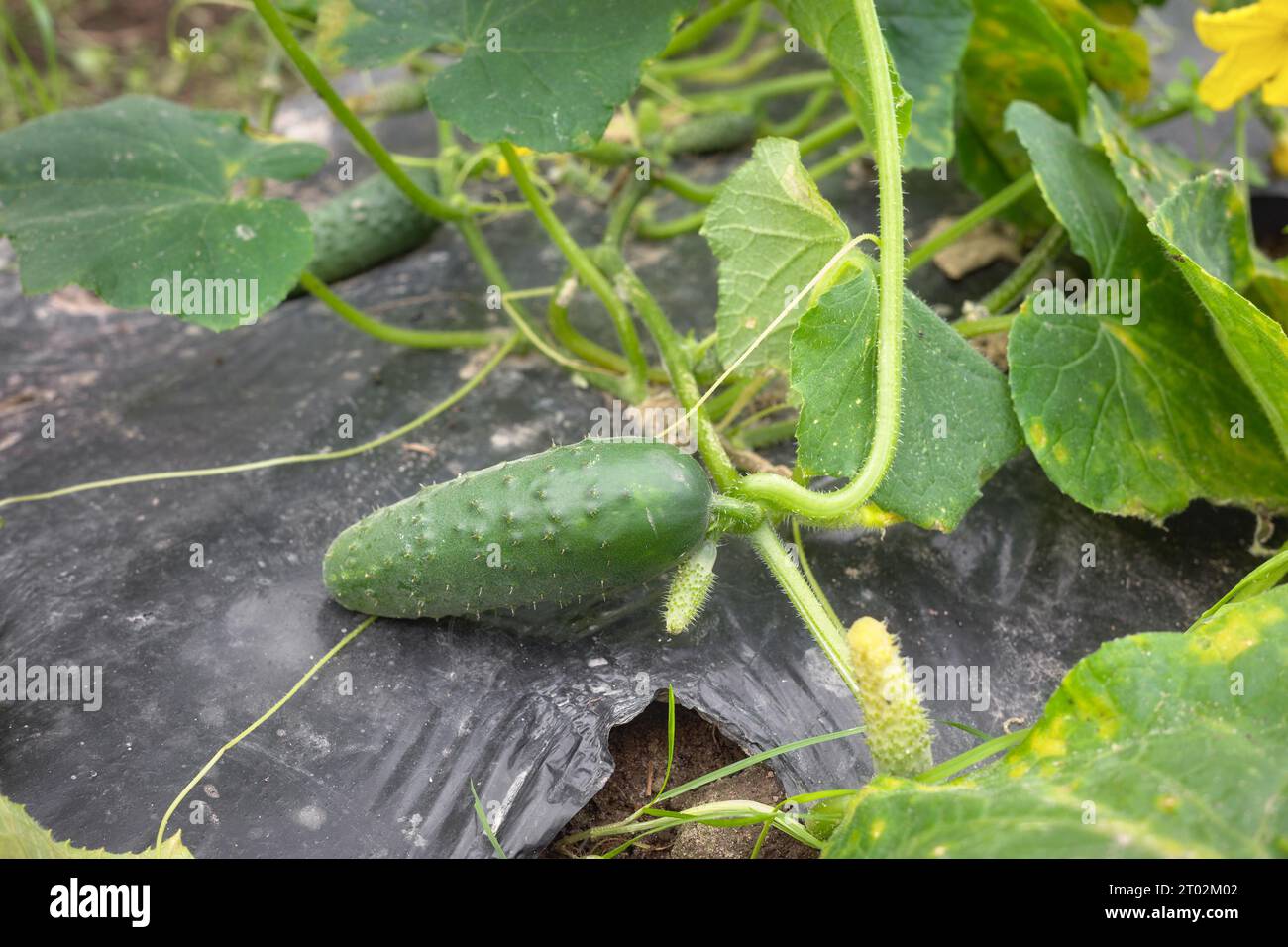 Close up picture of cucumber on patch covered with plastic mulch ...