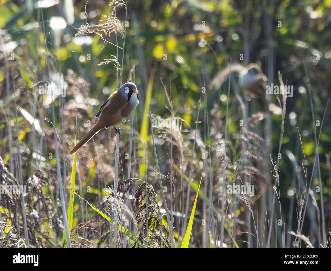 A bearded reedling, Panurus biarmicus, also known as the bearded tit ...