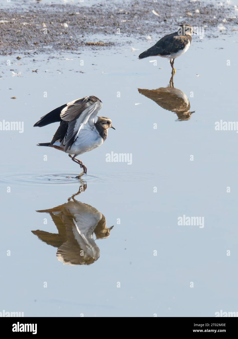 Tuit up hi-res stock photography and images - Alamy