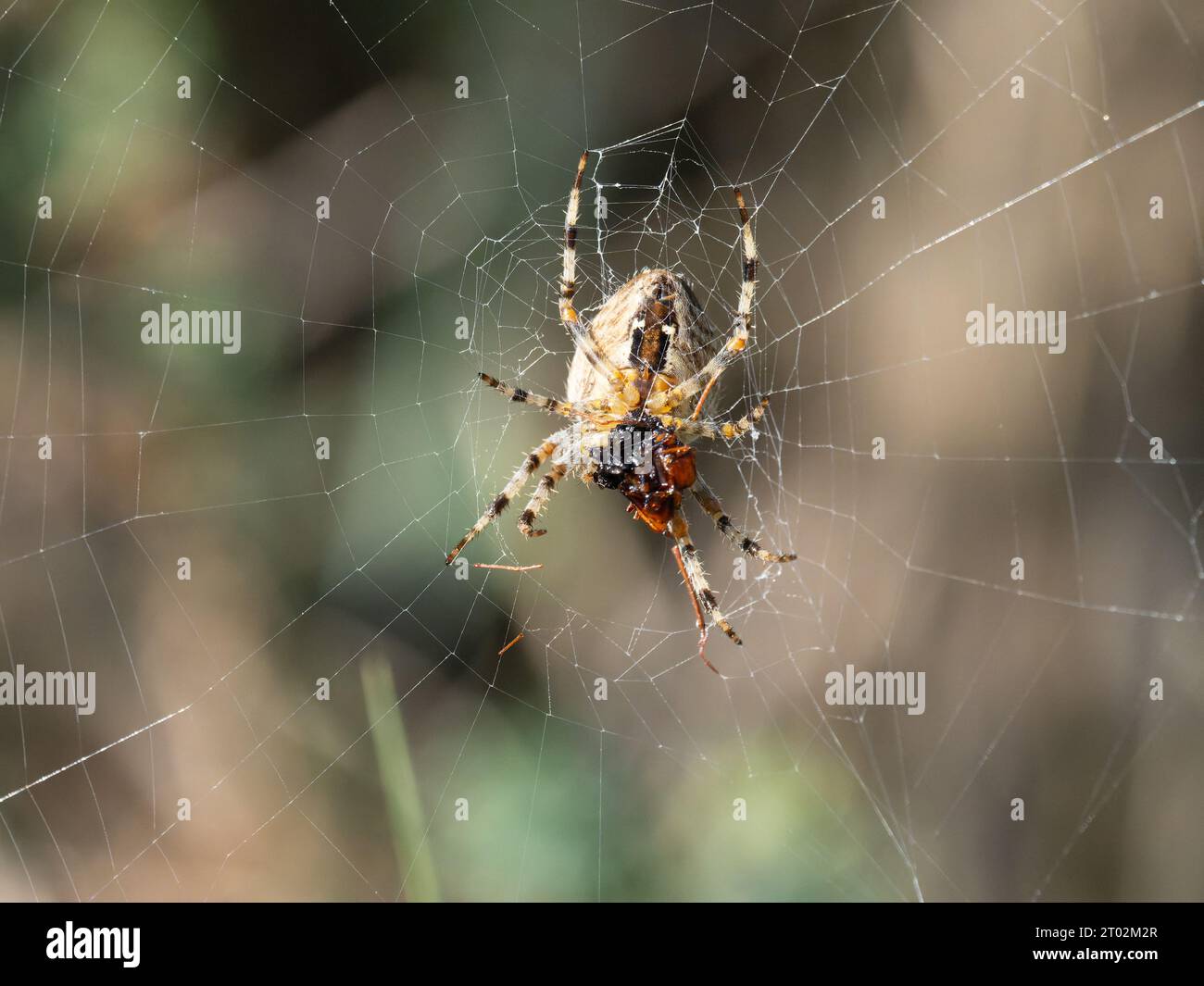 Araneus diadematus is commonly called the European garden spider, cross ...