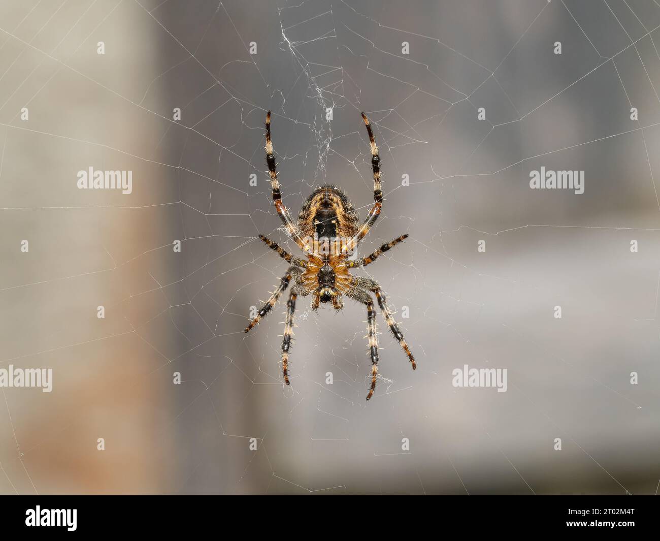 Araneus diadematus is commonly called the European garden spider, cross ...