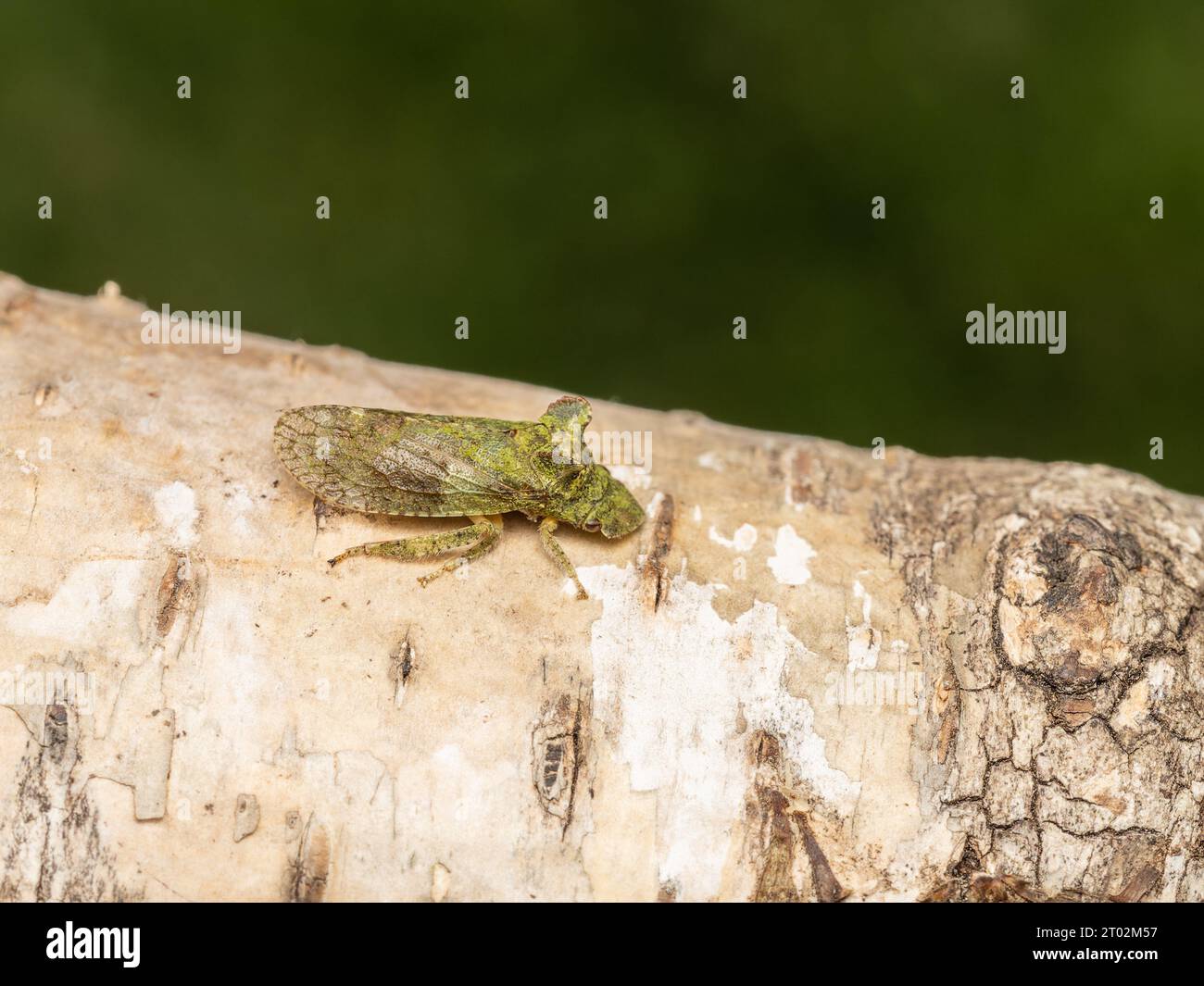 Ledra aurita or the eared leafhopper, resting on a silver birch branch ...