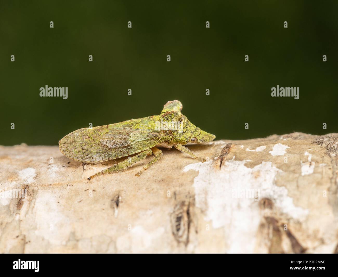 Ledra aurita or the eared leafhopper, resting on a silver birch branch ...