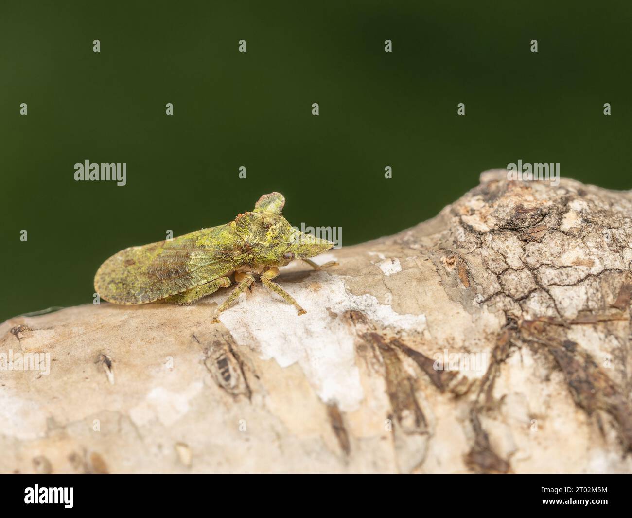 Eared leafhopper hi-res stock photography and images - Alamy