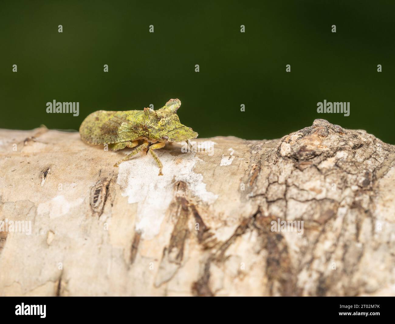 Ledra aurita or the eared leafhopper, resting on a silver birch branch ...