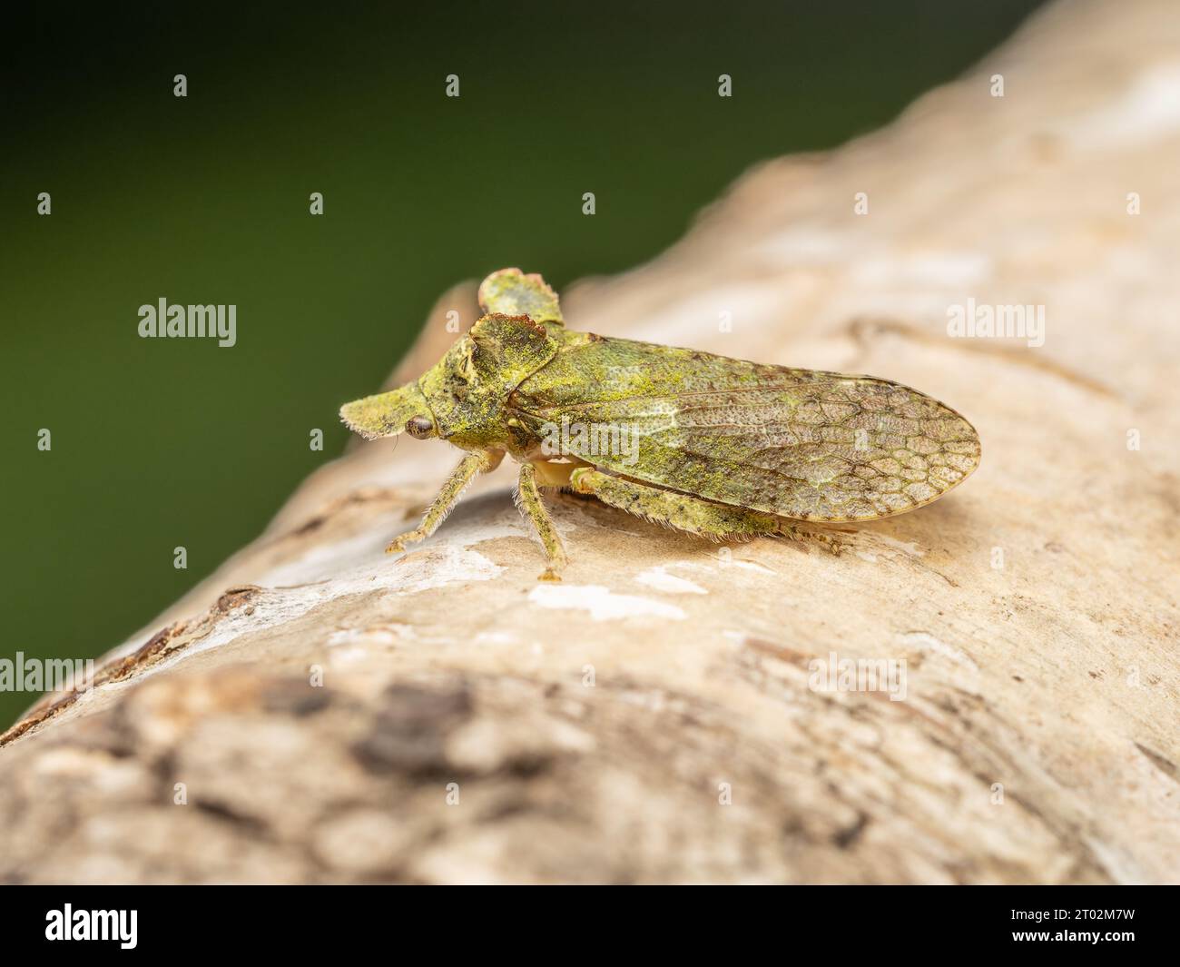 Ledra aurita or the eared leafhopper, resting on a silver birch branch ...