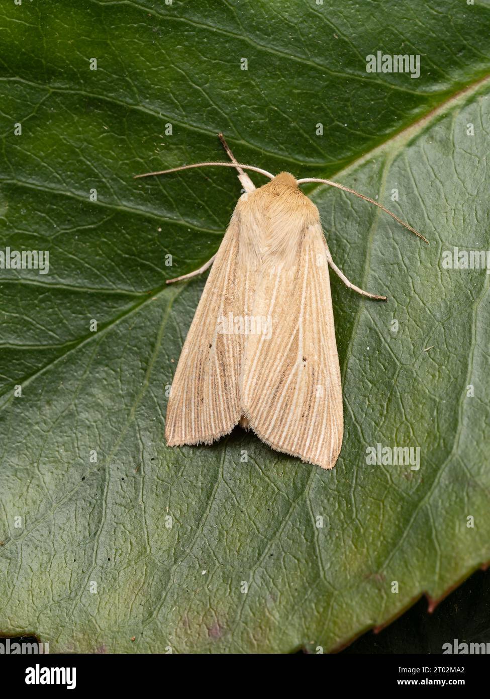 Common wainscot moth hi-res stock photography and images - Alamy