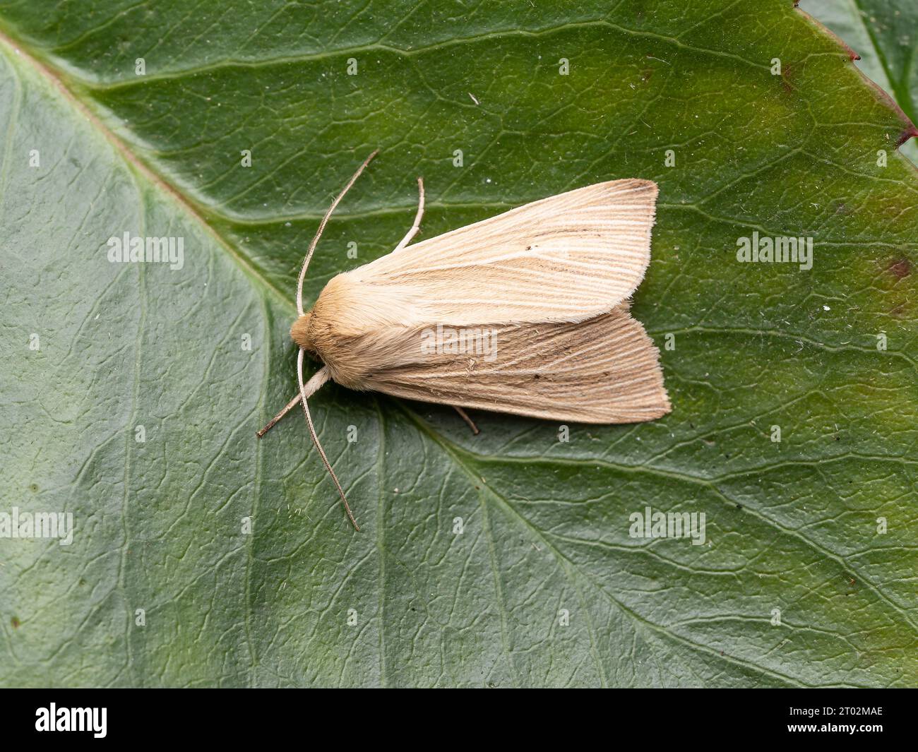 Mythimna pallens, a common wainscot moth, resting on a green leaf Stock ...
