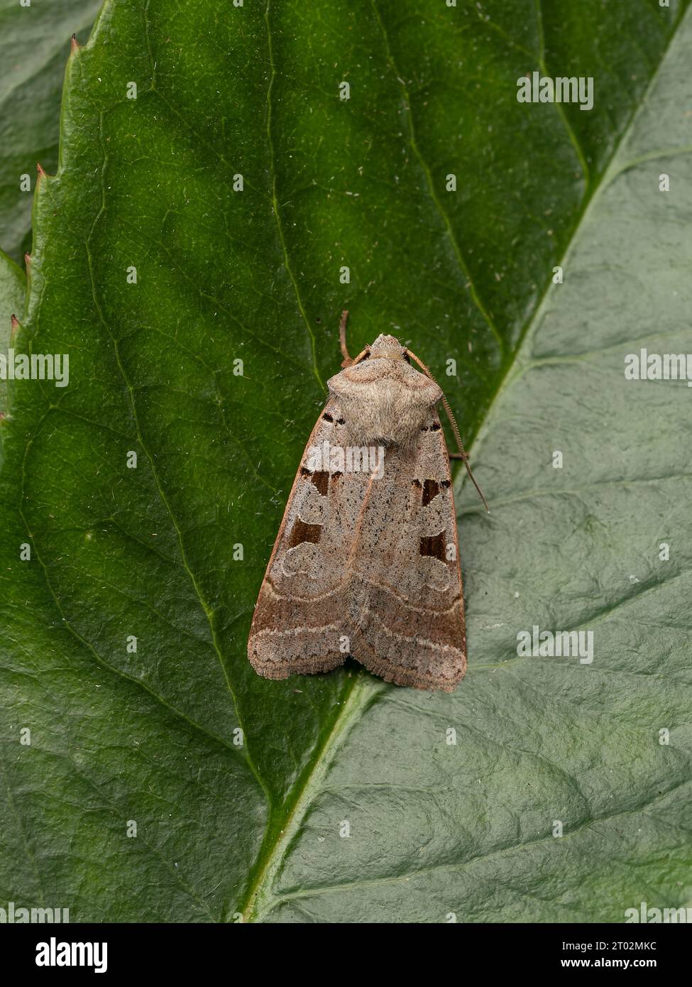 An autumnal rustic moth, Eugnorisma glareosa, resting on a leaf Stock ...