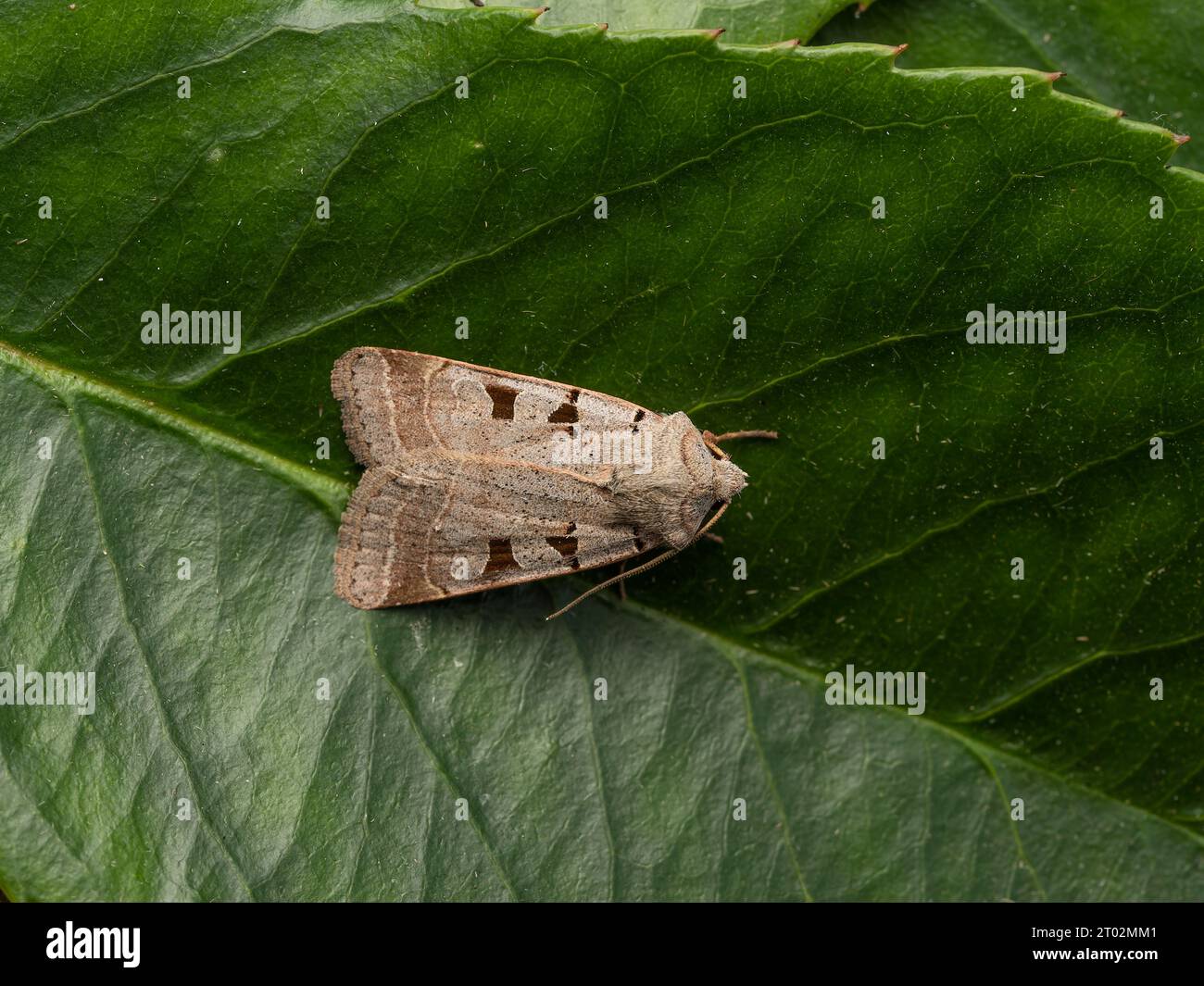 An autumnal rustic moth, Eugnorisma glareosa, resting on a leaf Stock ...