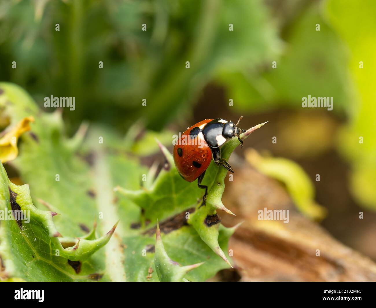Coccinella septempunctata, a seven-spot ladybird, in North America ...
