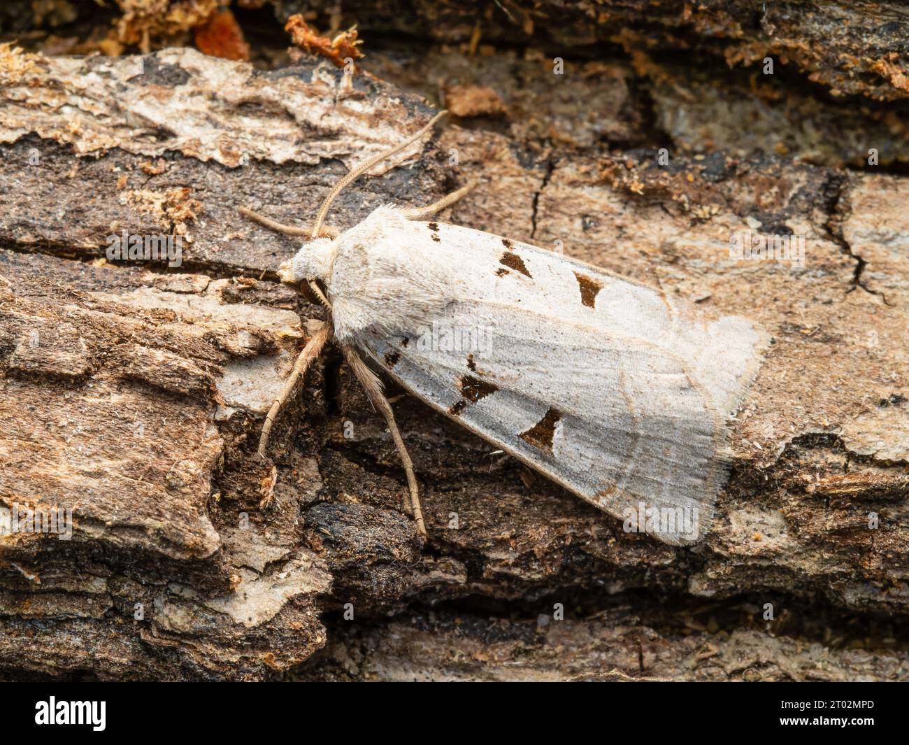 An autumnal rustic moth, Eugnorisma glareosa, resting on a log Stock ...