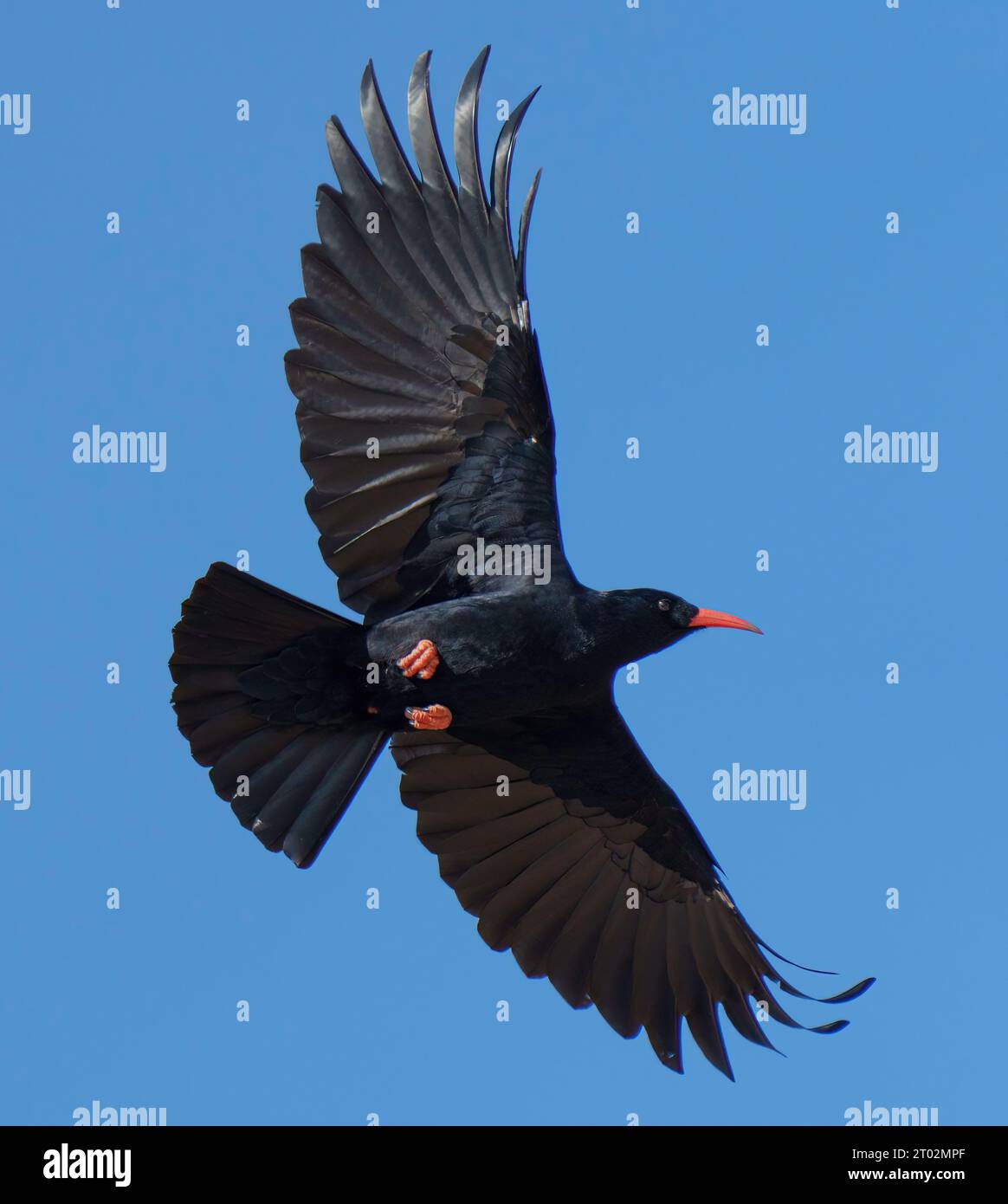 A black bird is soaring against a magnificent blue sky, its wings spread wide to capture the ...