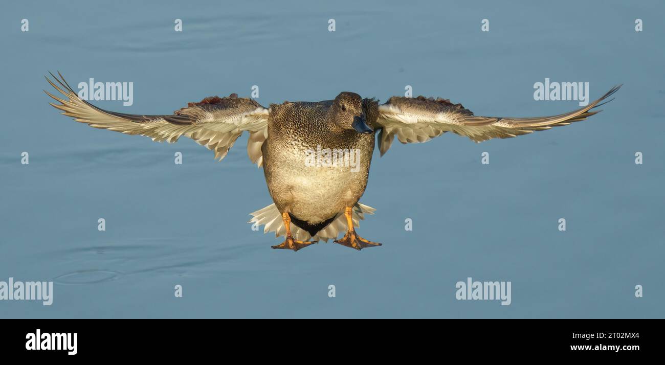 A duck in mid-flight with its wings fully extended and soaring through ...